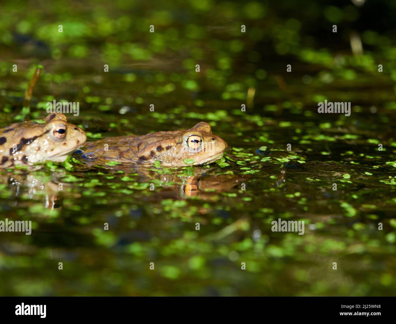 Close up of Common Toads (Bufo bufo) in the water during breeding ...