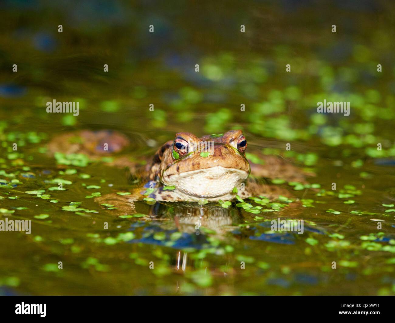 Close up of a Common Toad (Bufo bufo) in the water during breeding ...