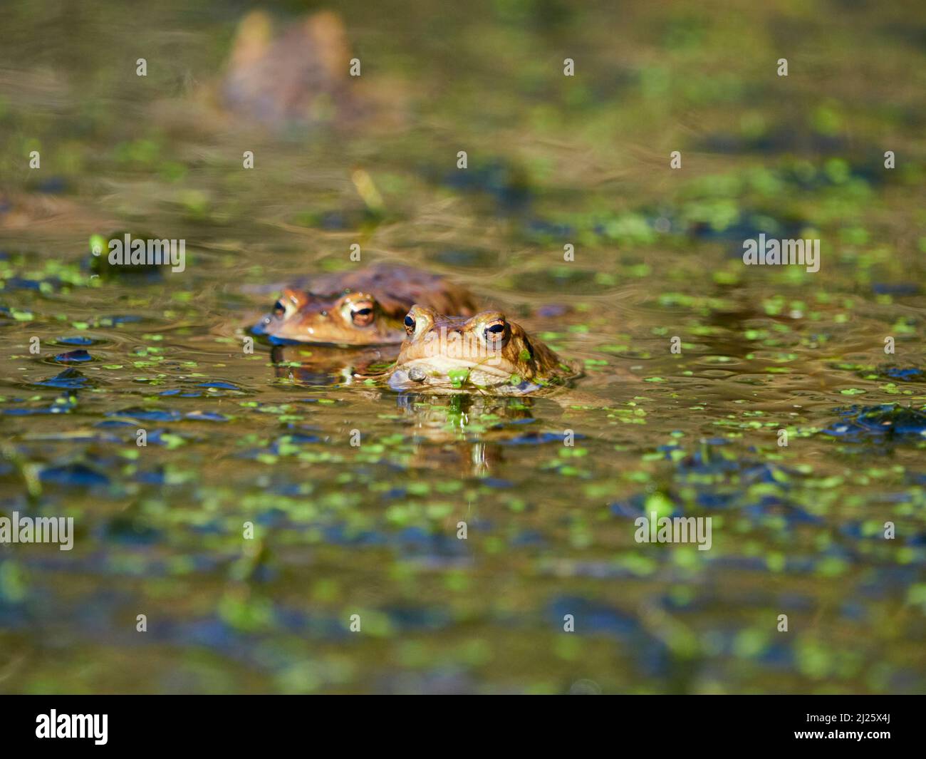 Close up of Common Toads (Bufo bufo) in the water during breeding ...