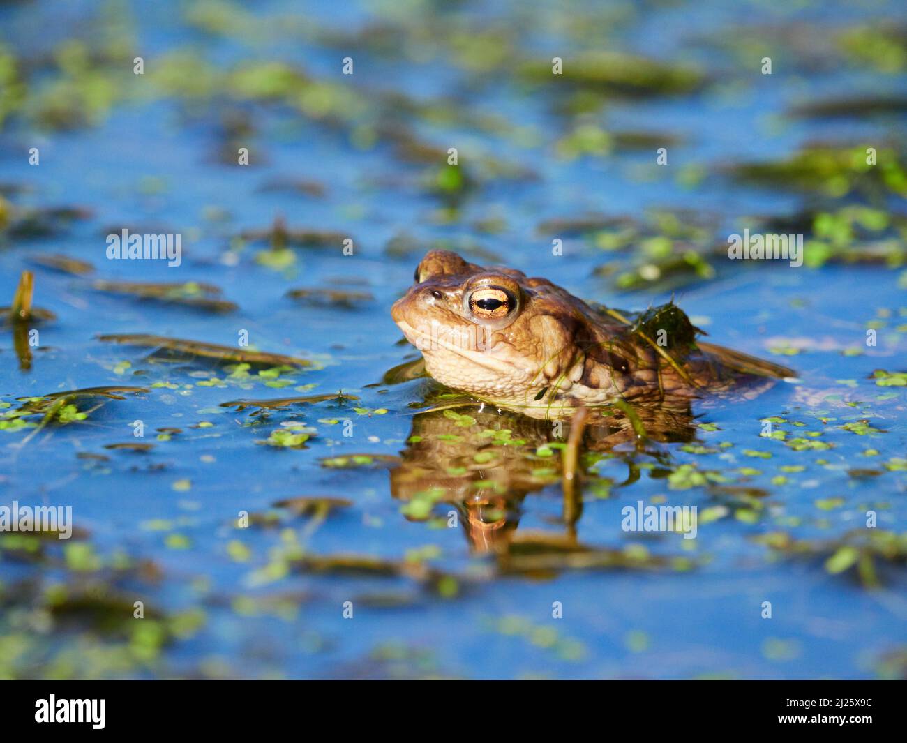 Toad in water uk hi-res stock photography and images - Alamy