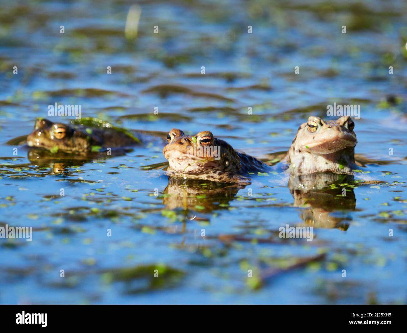 Close up of Common Toads (Bufo bufo) in the water during breeding ...