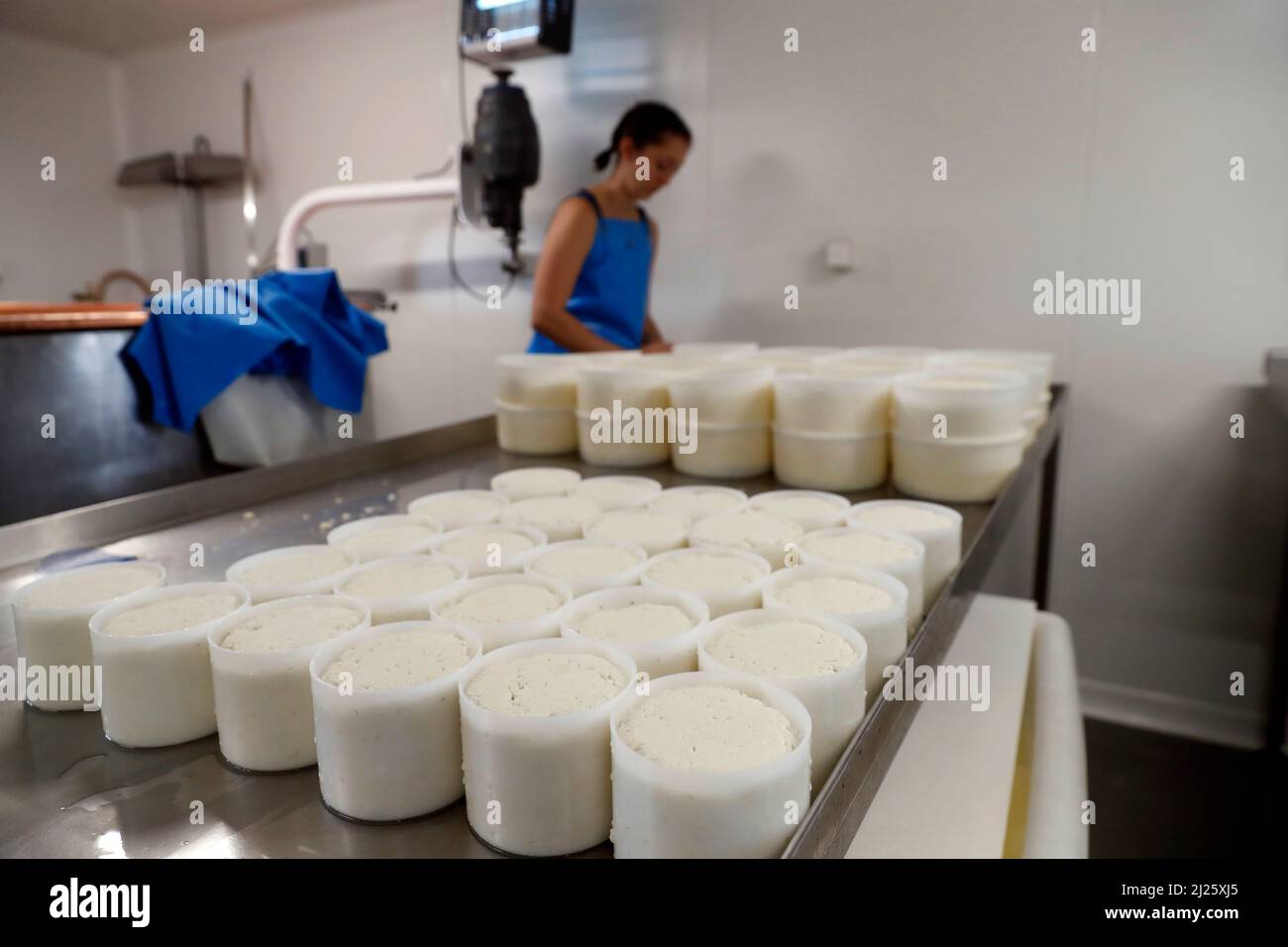 Tomme de Savoy cheese making in a mountain farm. French Alps Stock ...