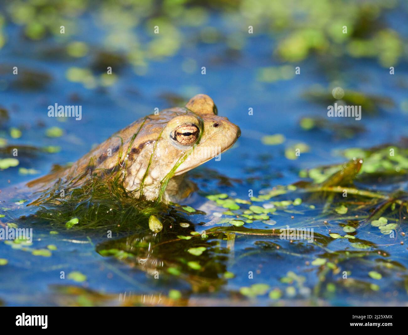 Close up of a Common Toad (Bufo bufo) in the water during breeding ...