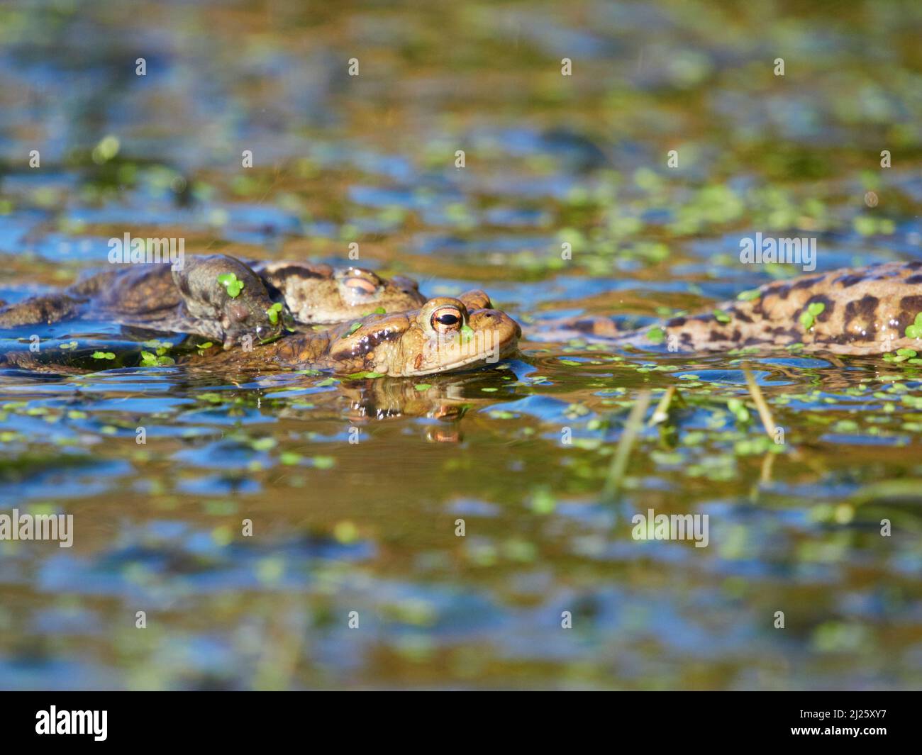 Toads mating in water hi-res stock photography and images - Alamy