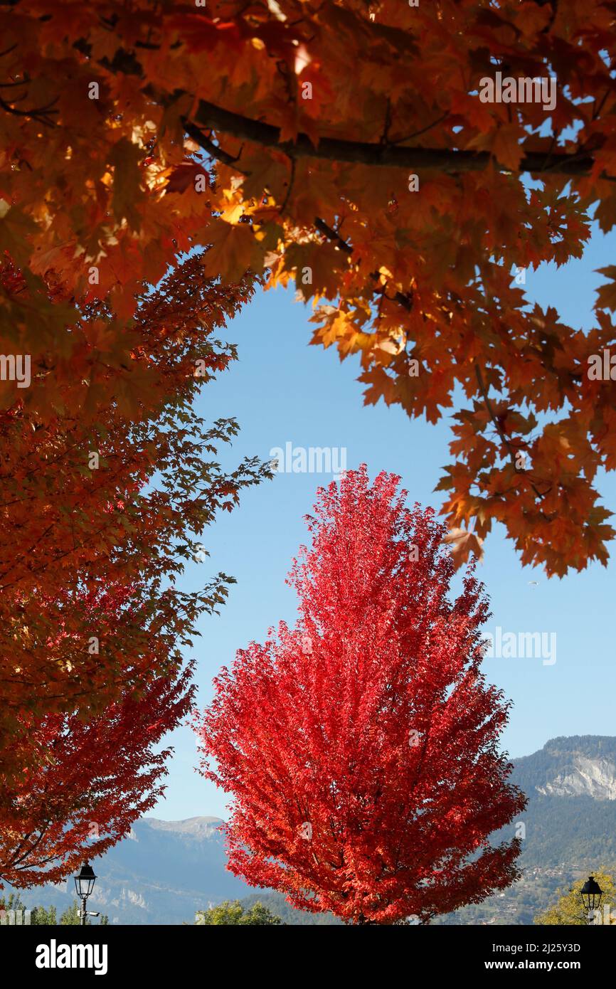 Maples tree hi-res stock photography and images - Alamy