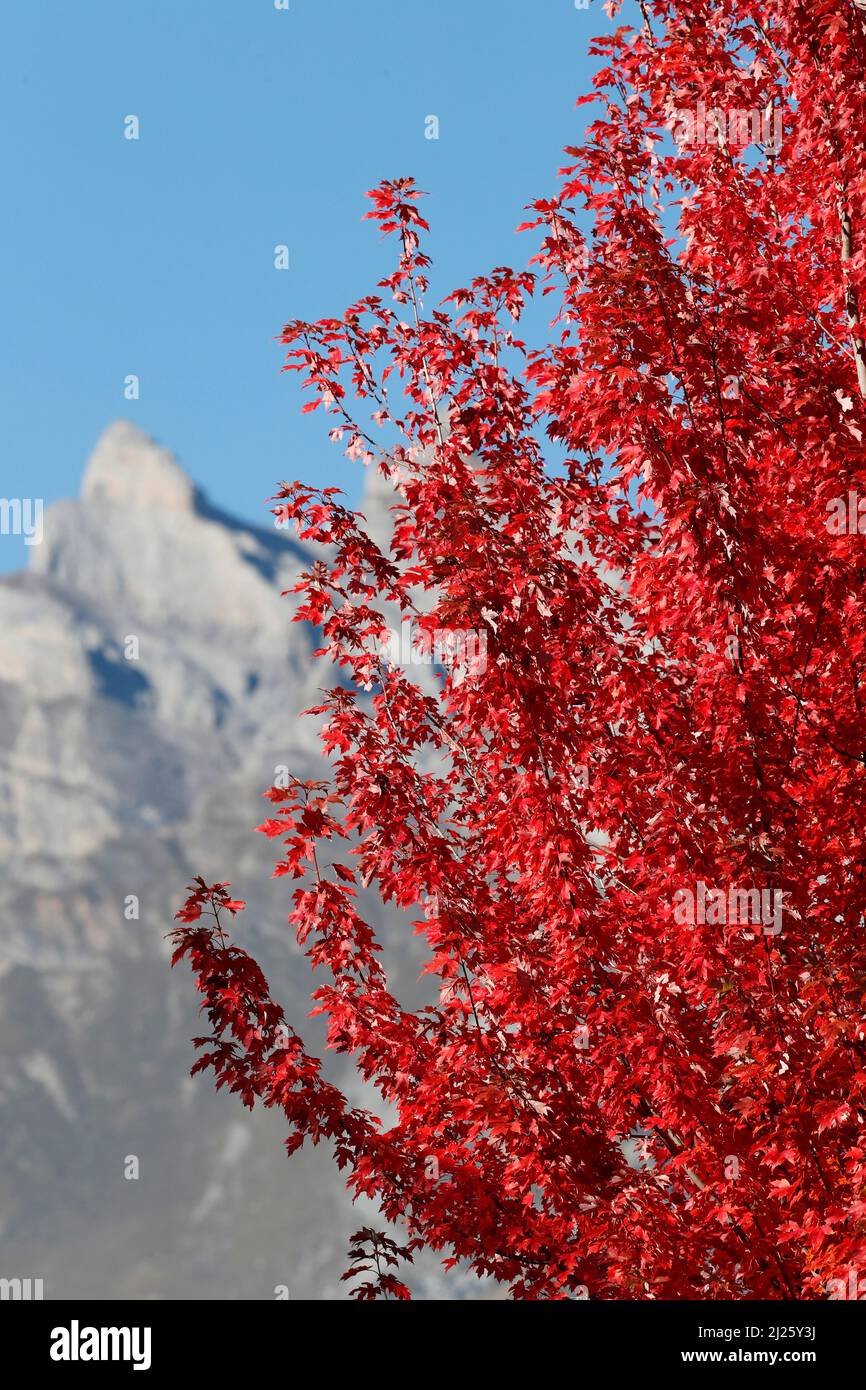 Maples tree and red leaves in autumn Stock Photo - Alamy