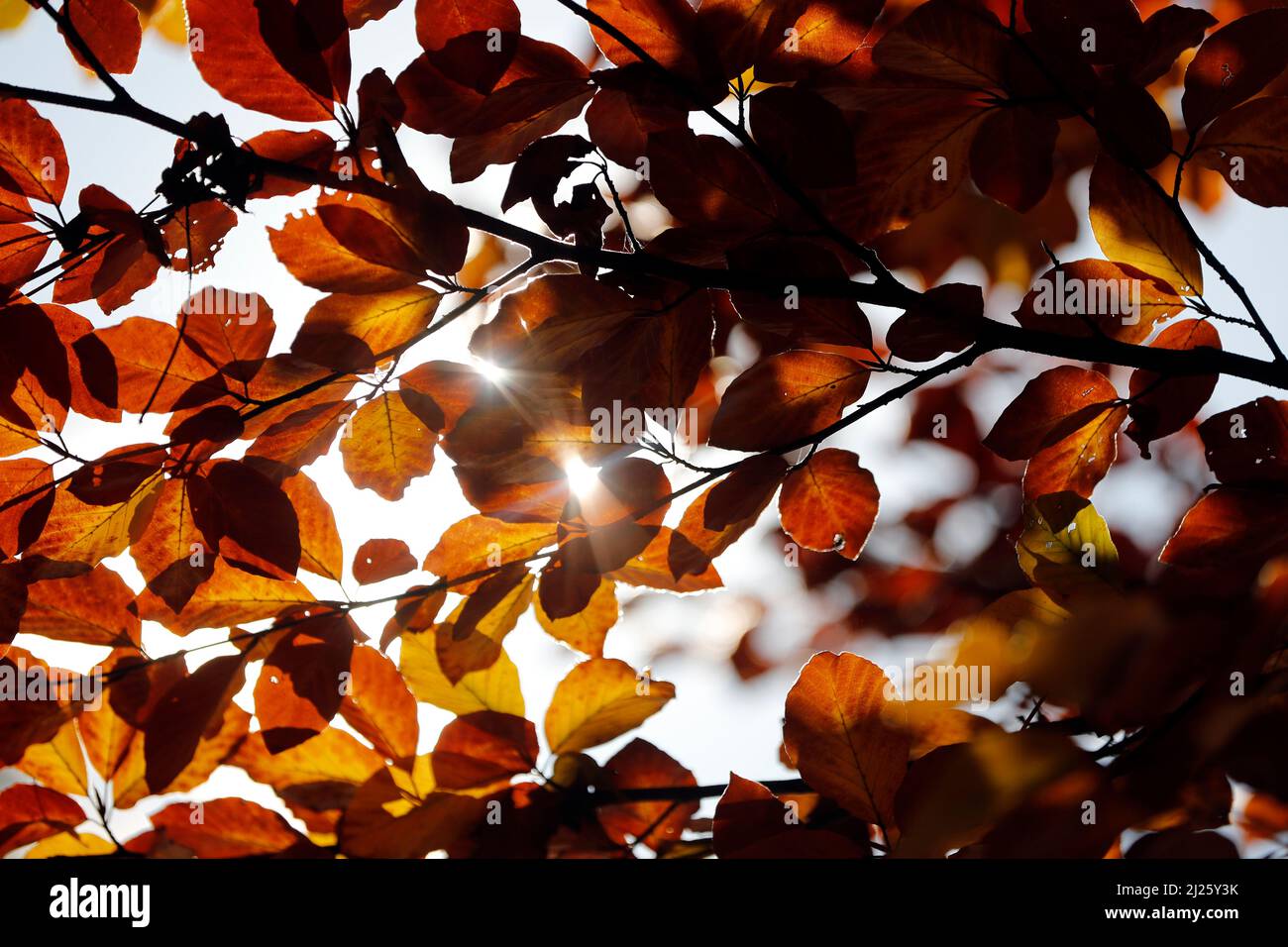 Branches of golden leaves in autumn Stock Photo - Alamy