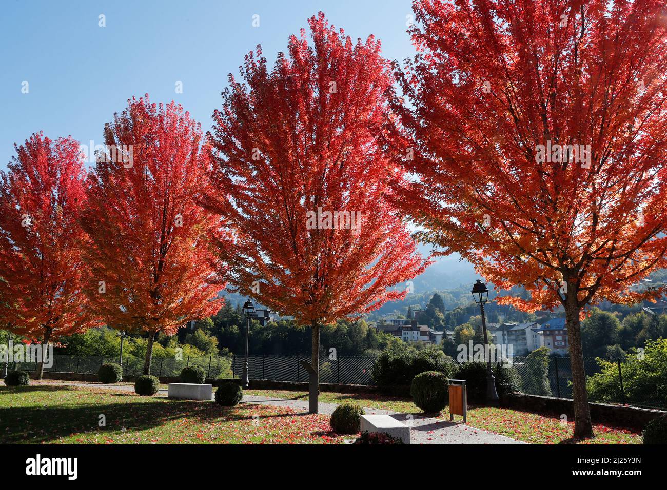 Arbre sans feuille hi-res stock photography and images - Alamy