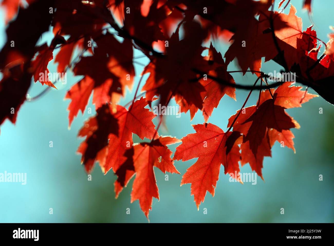 Arbre sans feuille hi-res stock photography and images - Alamy