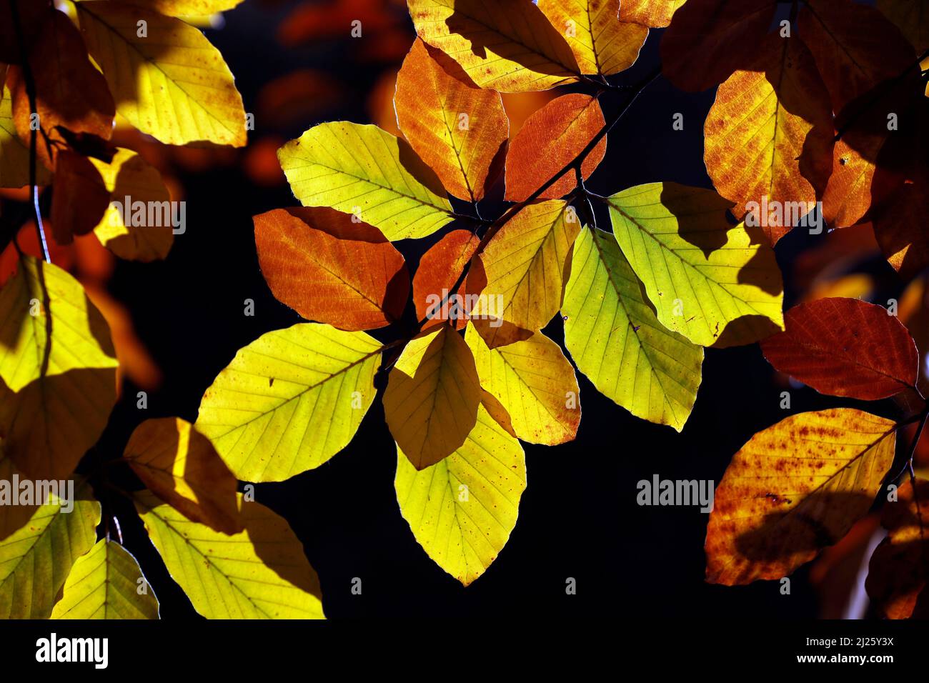 Branches of golden leaves in autumn Stock Photo - Alamy