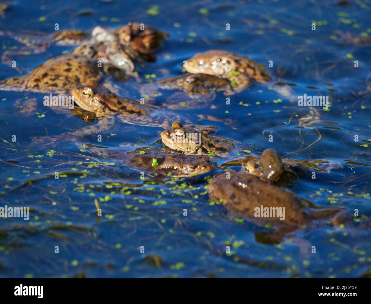 Common Toads (Bufo bufo) in the water during breeding season in the ...