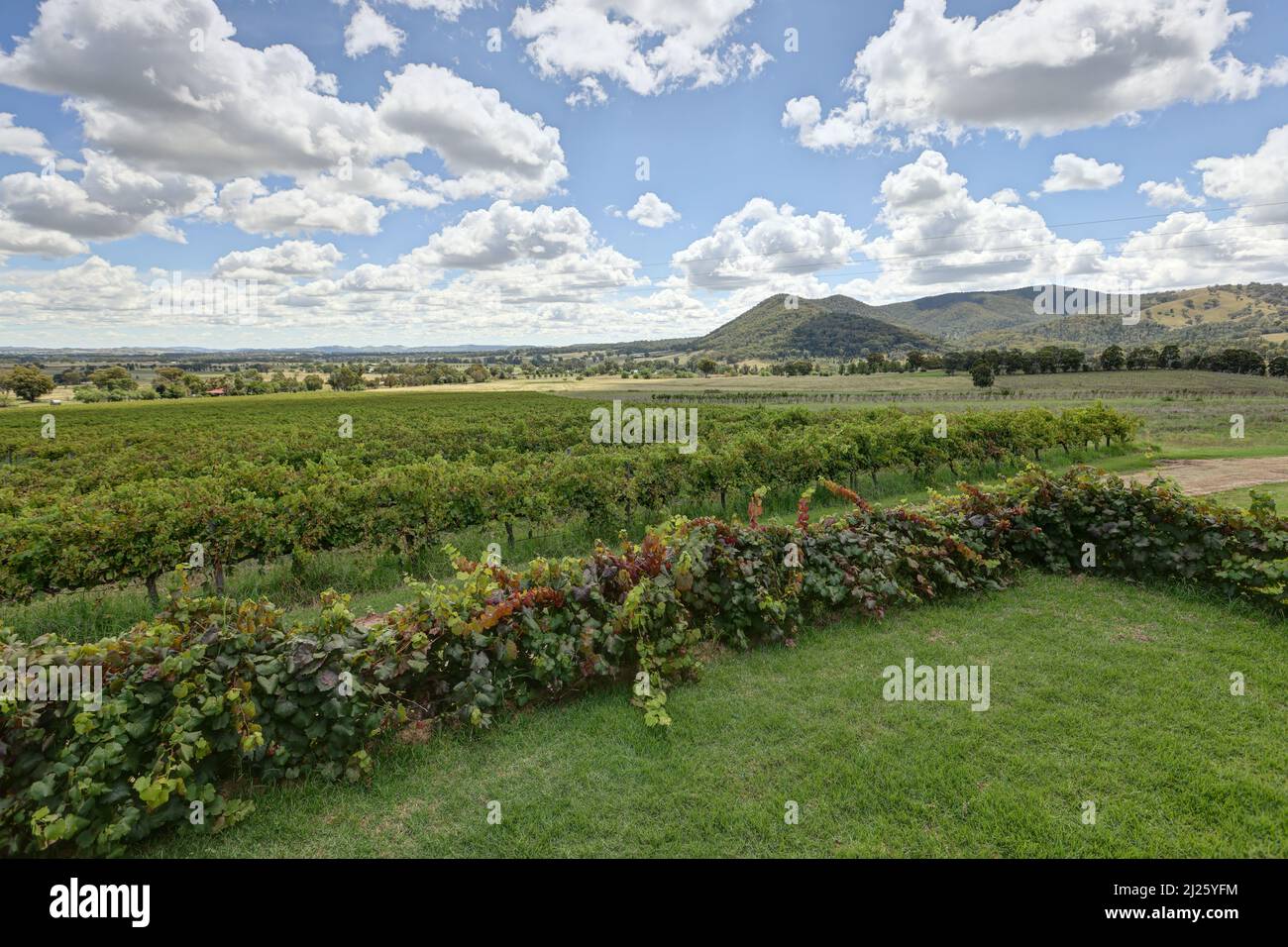 The view of the green vineyards. Beautiful countryside landscape Stock Photo - Alamy