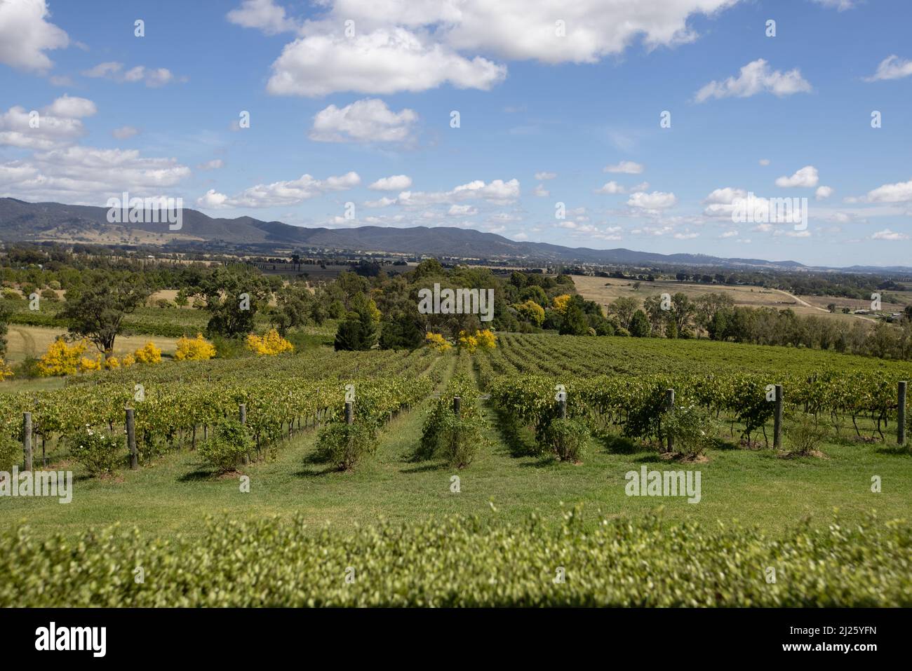 The view of the green vineyards. Beautiful countryside landscape Stock ...