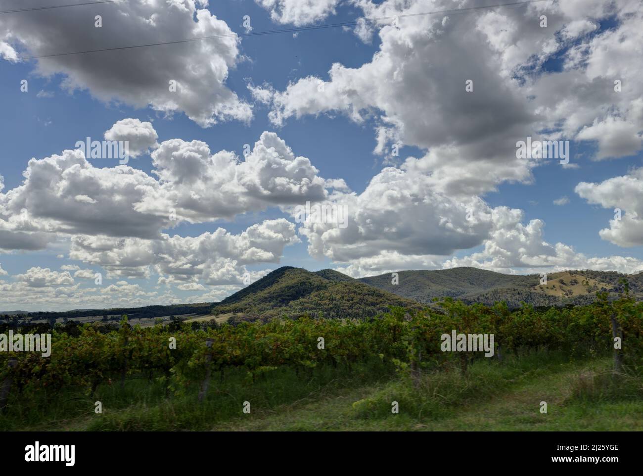 The view of the green vineyards. Beautiful countryside landscape. Mudgee, Australia Stock Photo ...