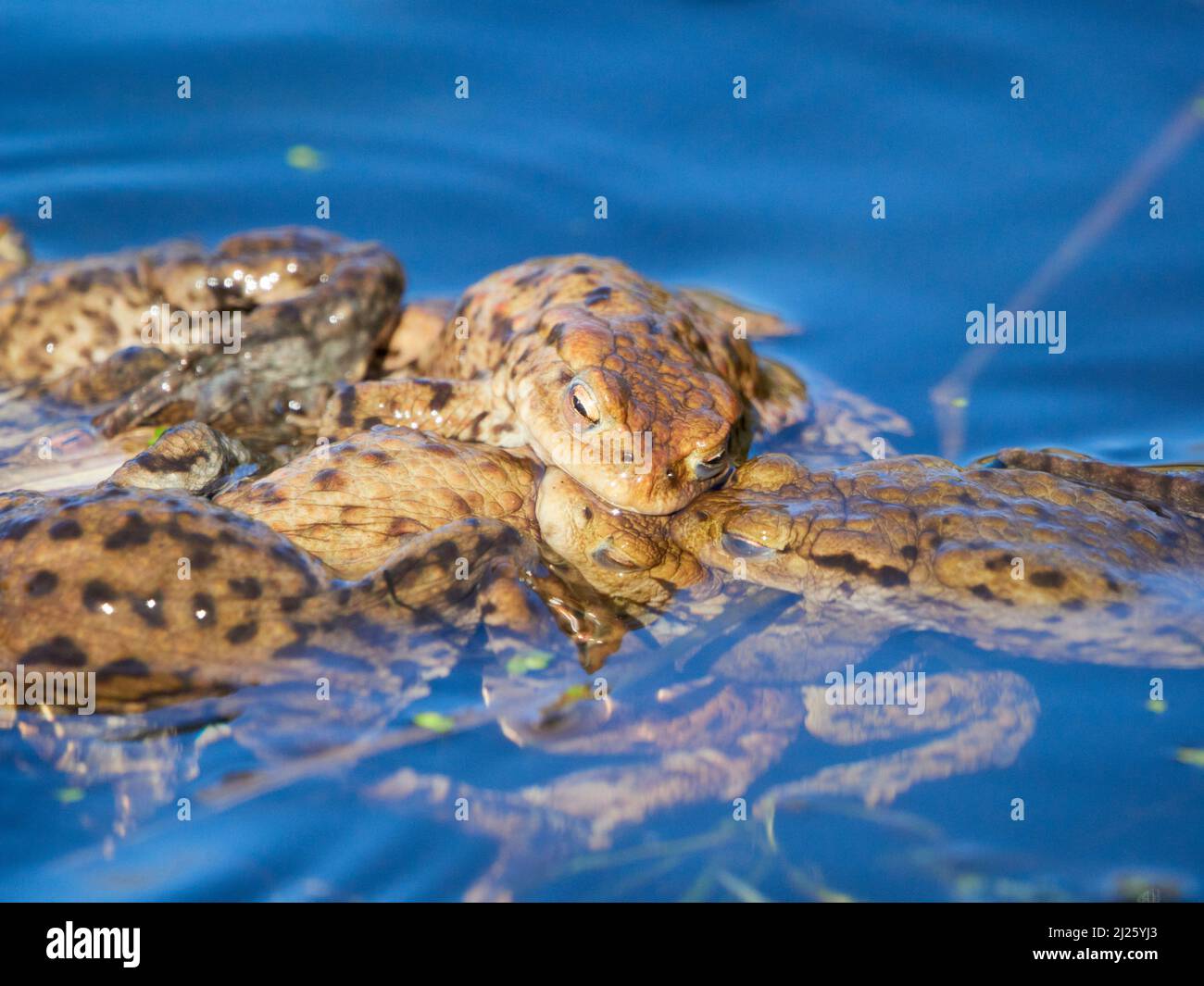 Common Toads (Bufo bufo) in the water during breeding season in the ...