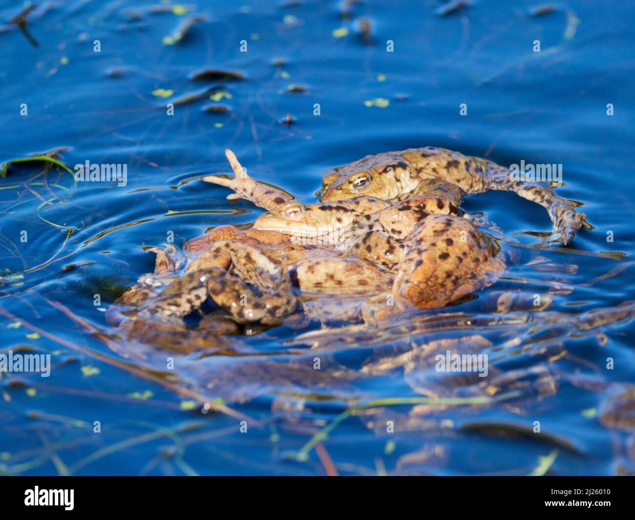 Common Toads (Bufo bufo) in the water during breeding season in the ...