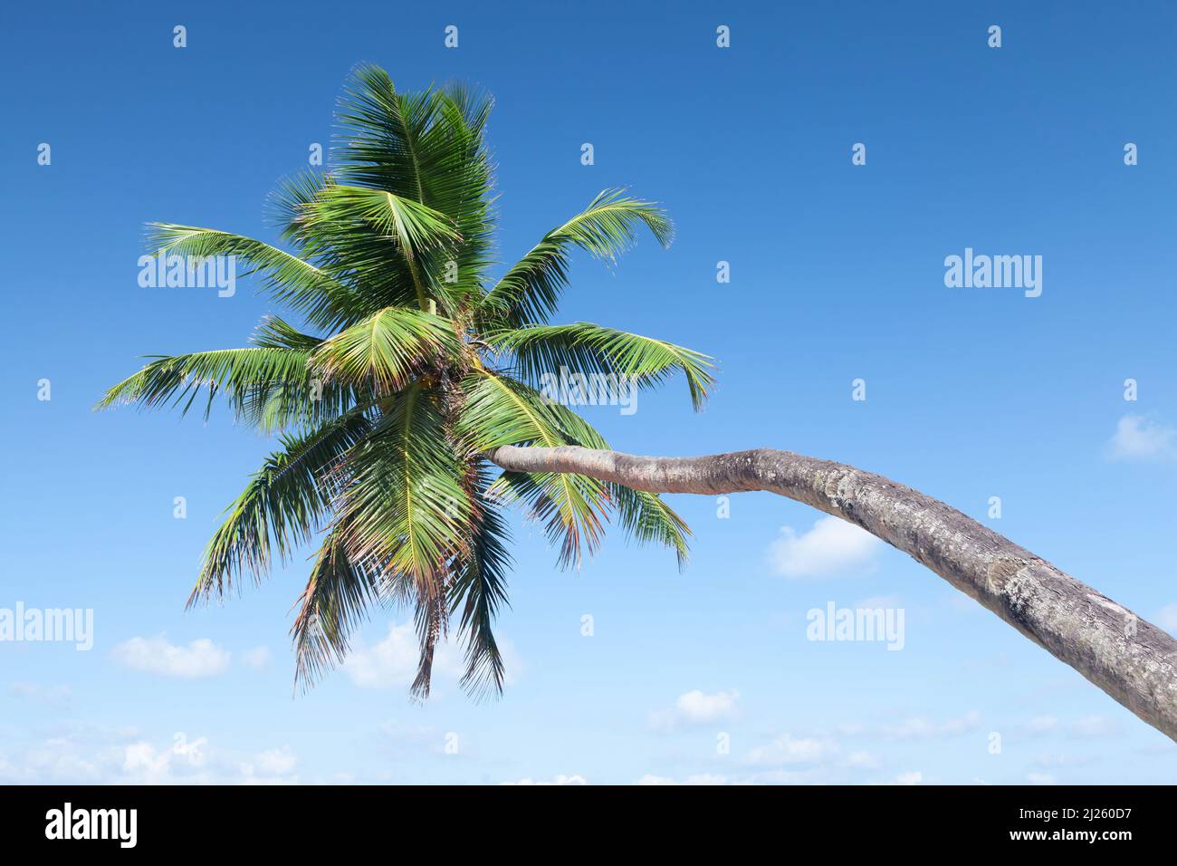 Seychelles beautiful tropical palm tree Stock Photo - Alamy