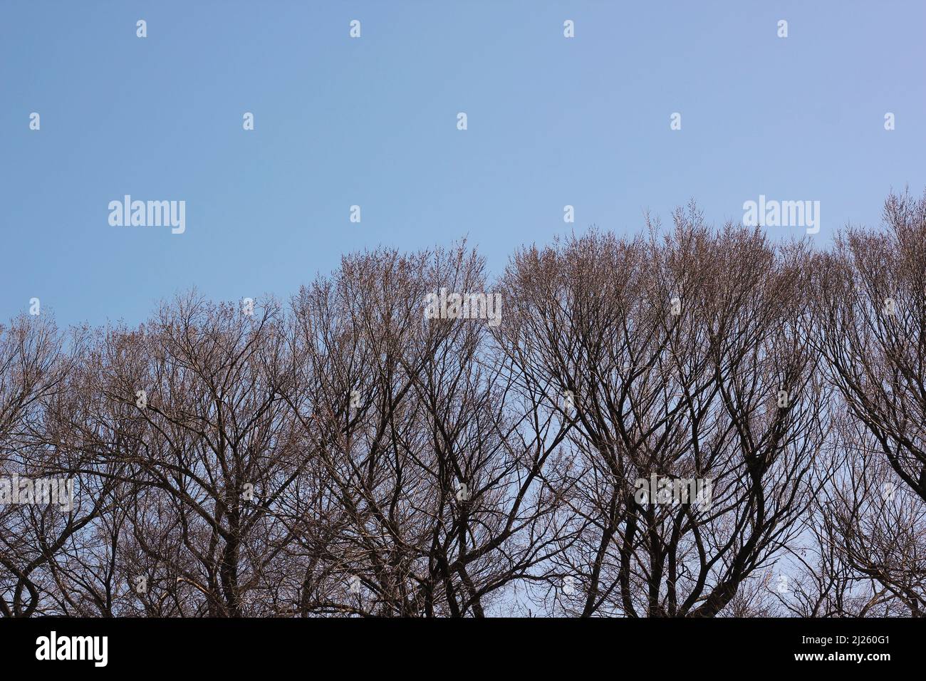 Barren trees growing in the downtown parks of Chicago on a cold winter ...