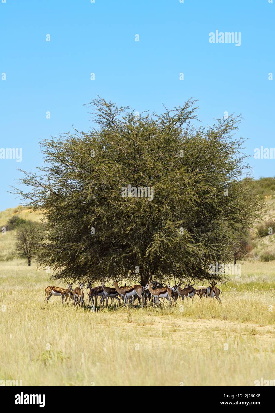 Springbok (Antidorcas marsupialis) herd stands under tree in shade ...