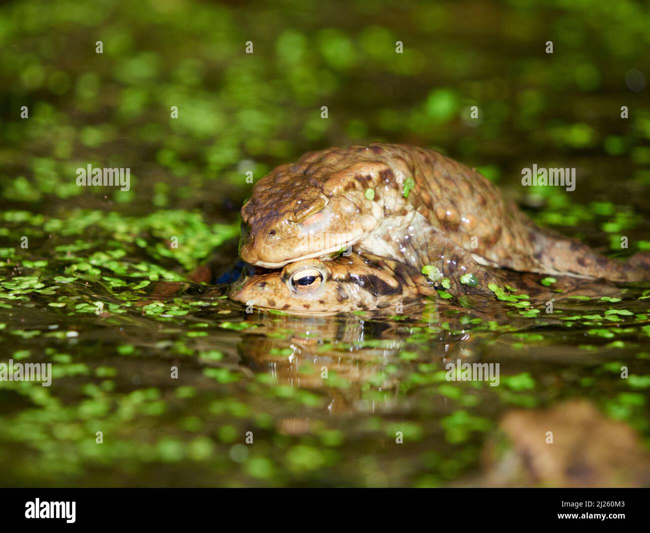 Scottish toads hi-res stock photography and images - Alamy