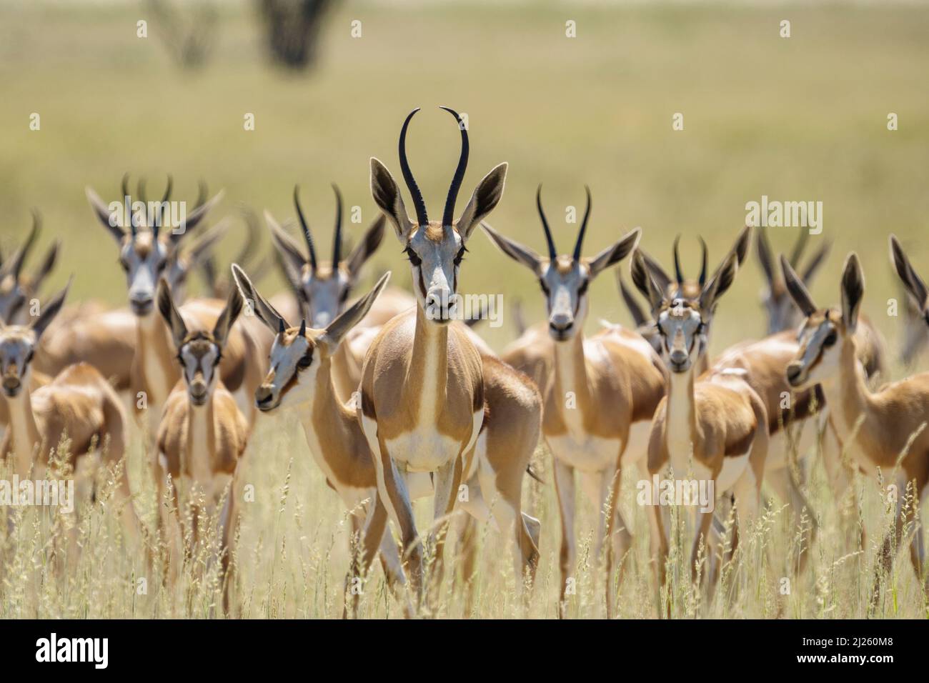 Springbok (Antidorcas marsupialis) herd stands in field. Kgalagadi ...