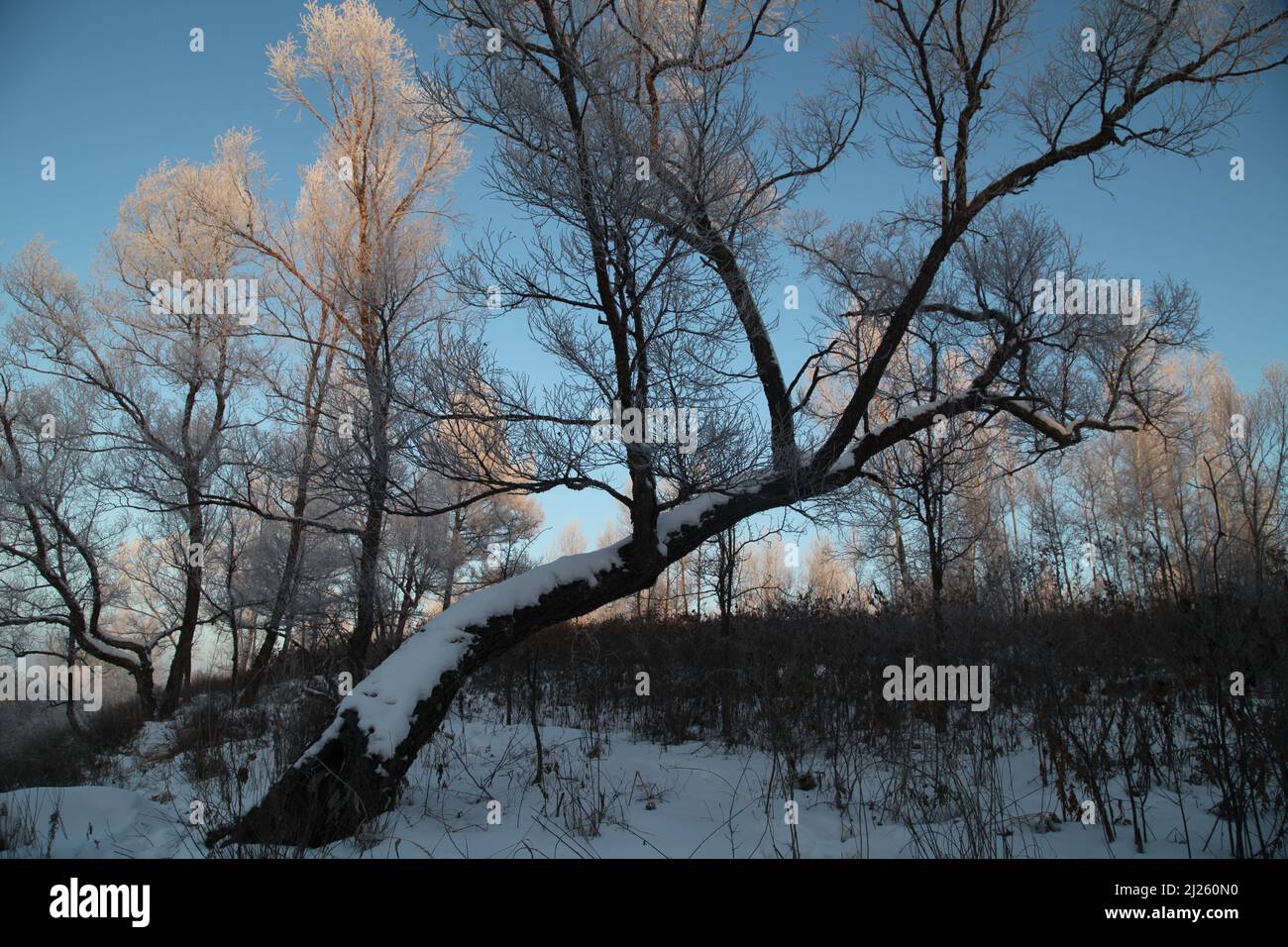 A beautiful scenery of the field covered with snow and forest in the ...