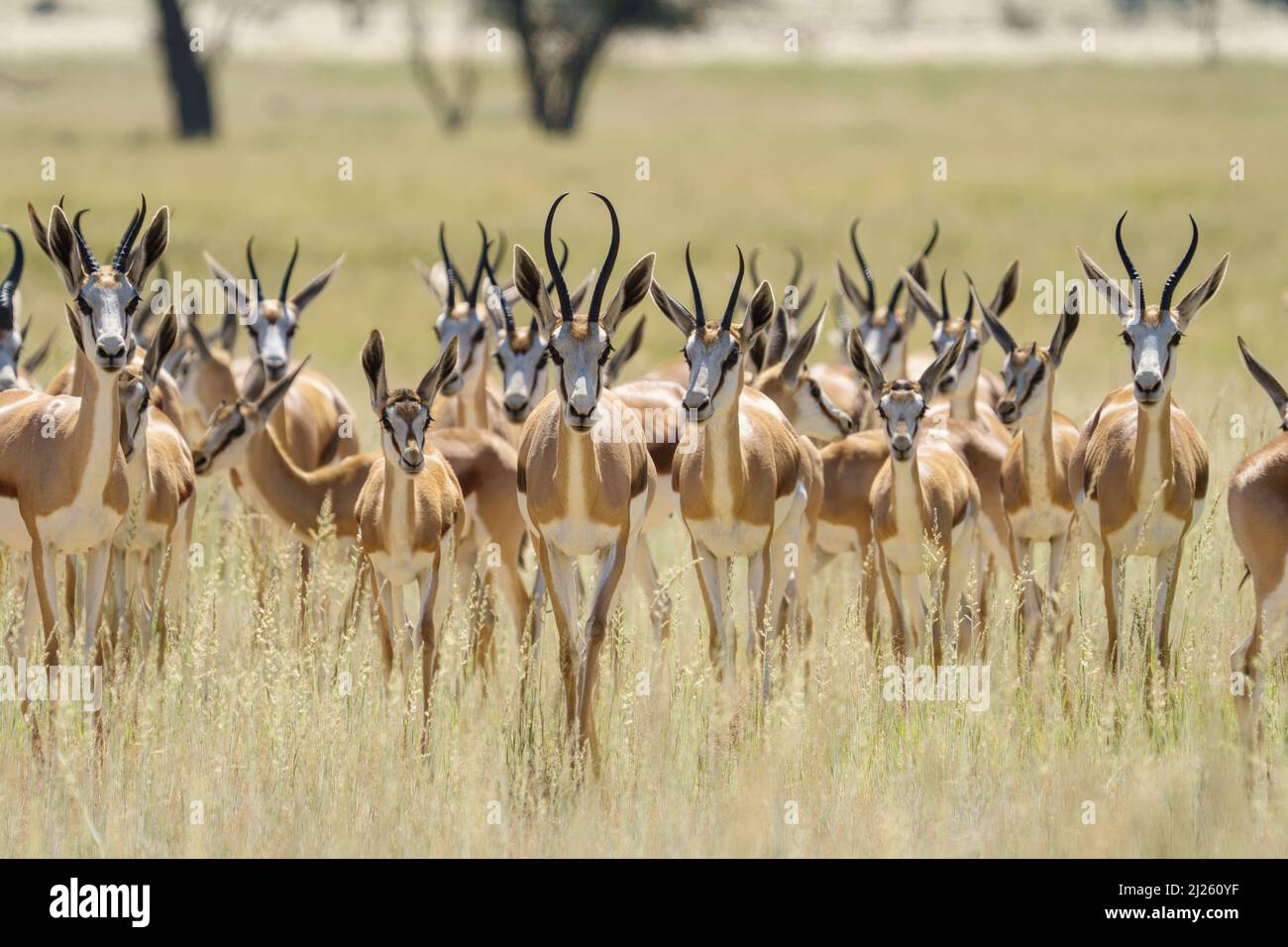 Beautiful view springboks in hi-res stock photography and images - Alamy