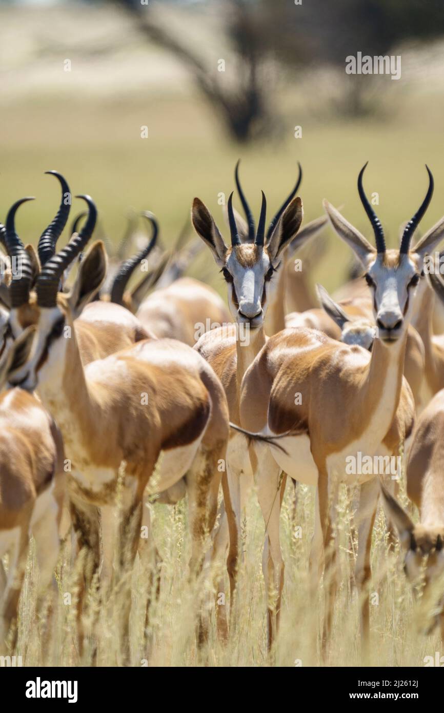 Springbok (Antidorcas marsupialis) herd stands in field. Kgalagadi ...