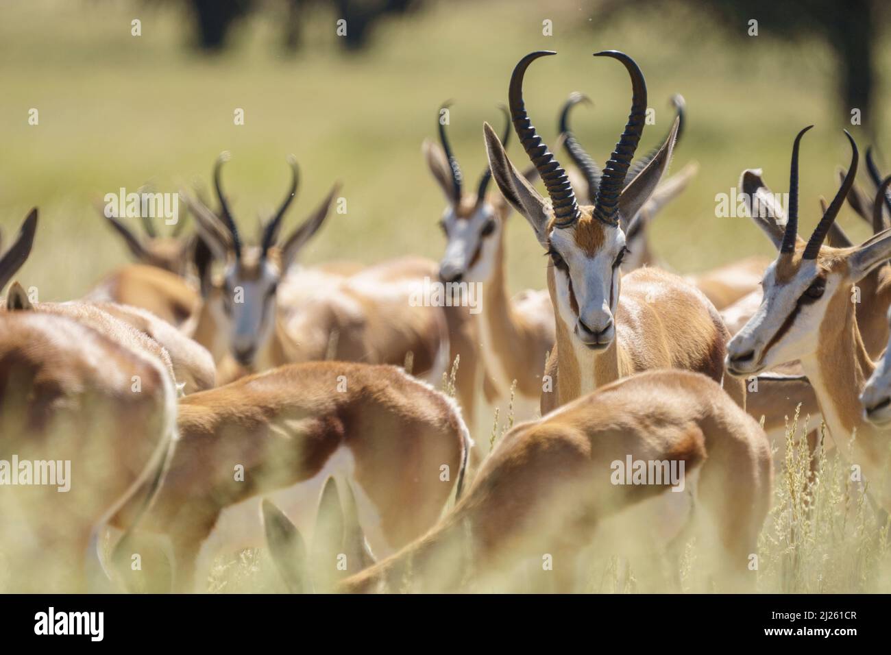 Springbok (Antidorcas marsupialis) herd stands in field. Kgalagadi ...