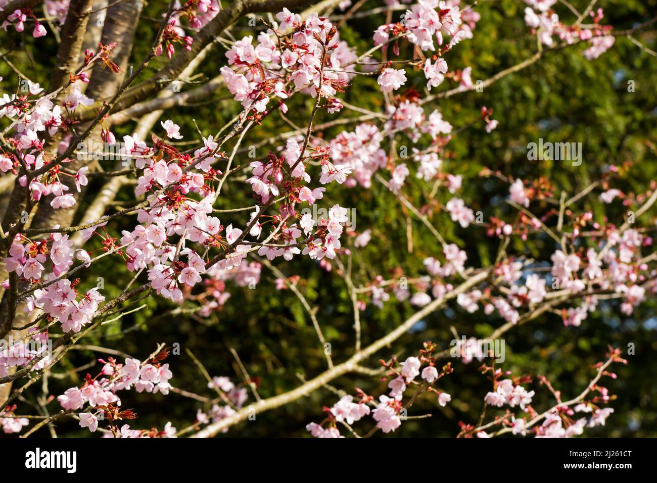 Sakura, Cherry blossom in springtime, UK Stock Photo - Alamy