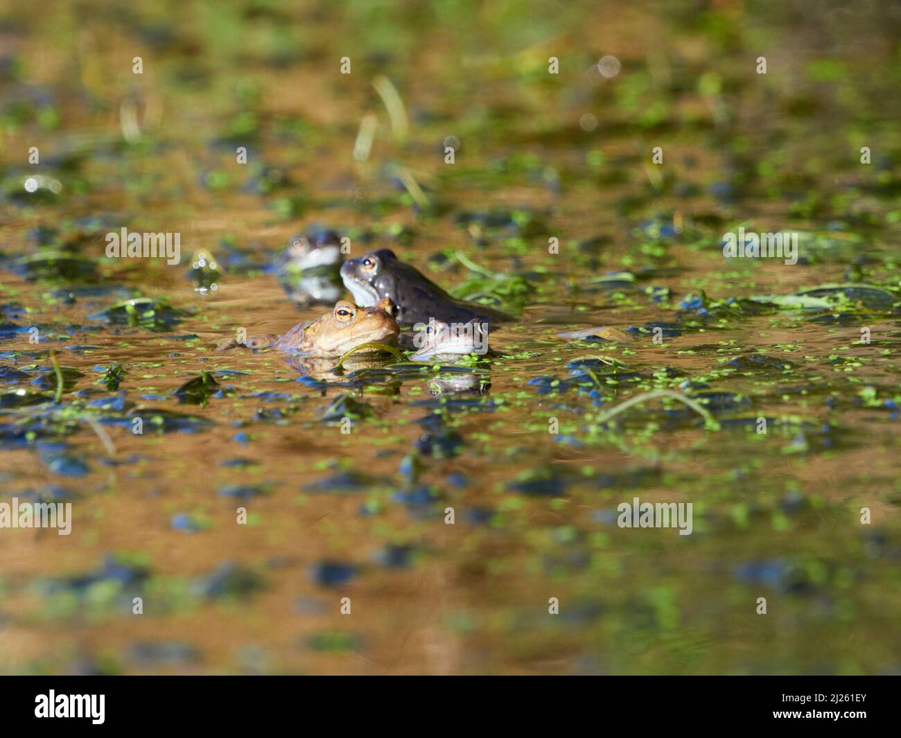 European common frogs, brown frogs or grass frogs (Rana temporaria) in ...