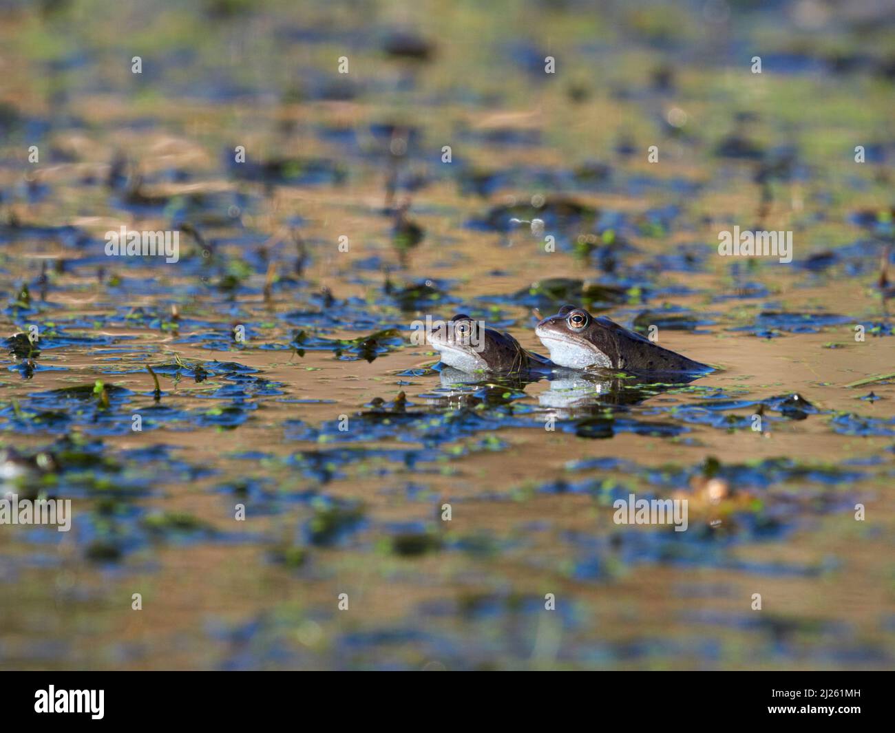 European common frogs, brown frogs or grass frogs (Rana temporaria) in ...
