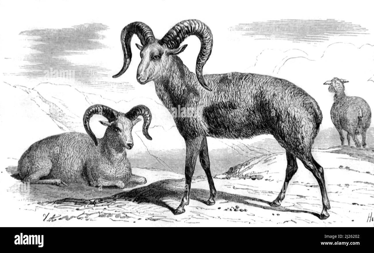 Engraving of Argali, Ovis ammon, or Wild Mountain Sheep from the ...