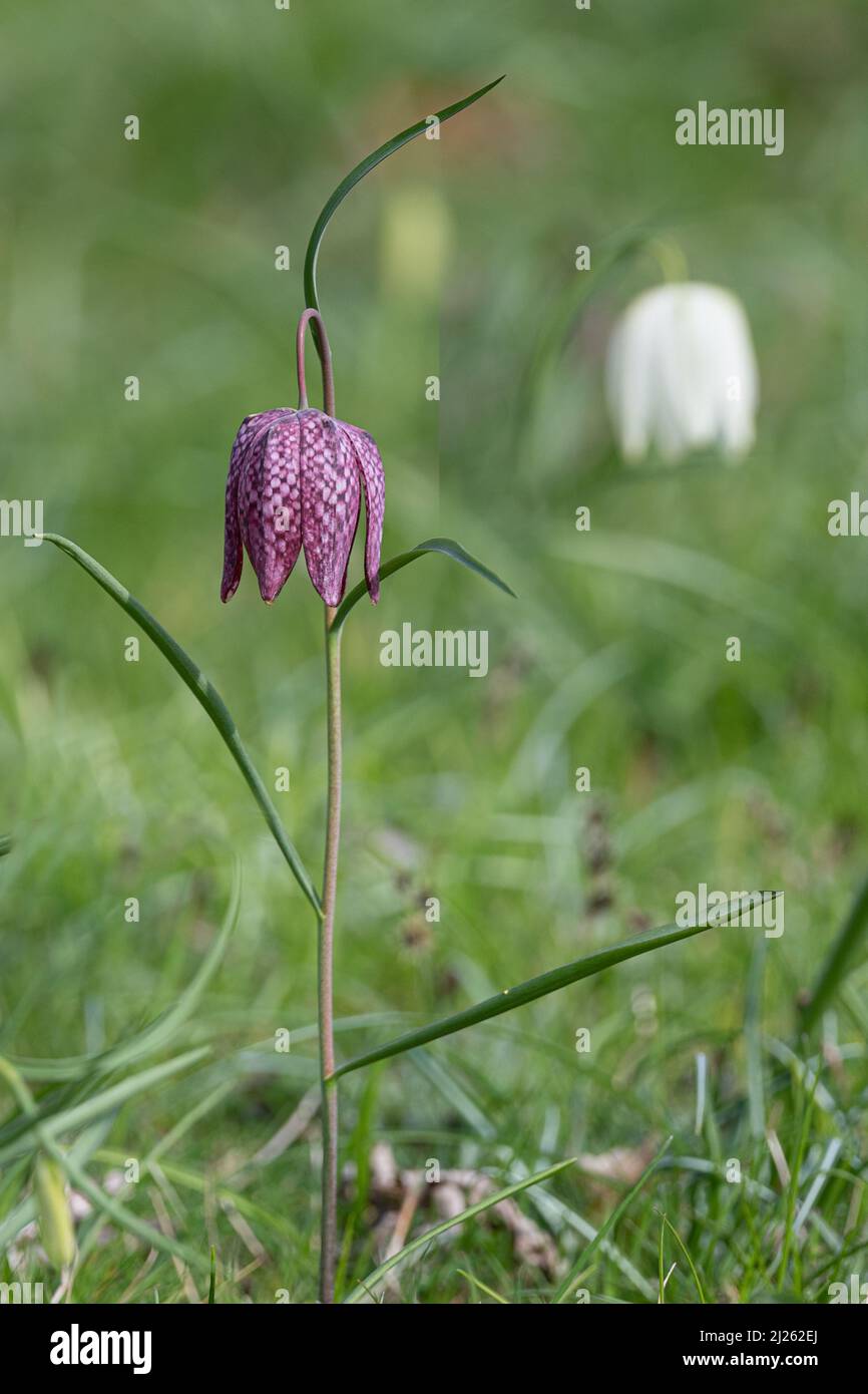 Pendulous flower of the snakehead fritillary with pink chequered and ...