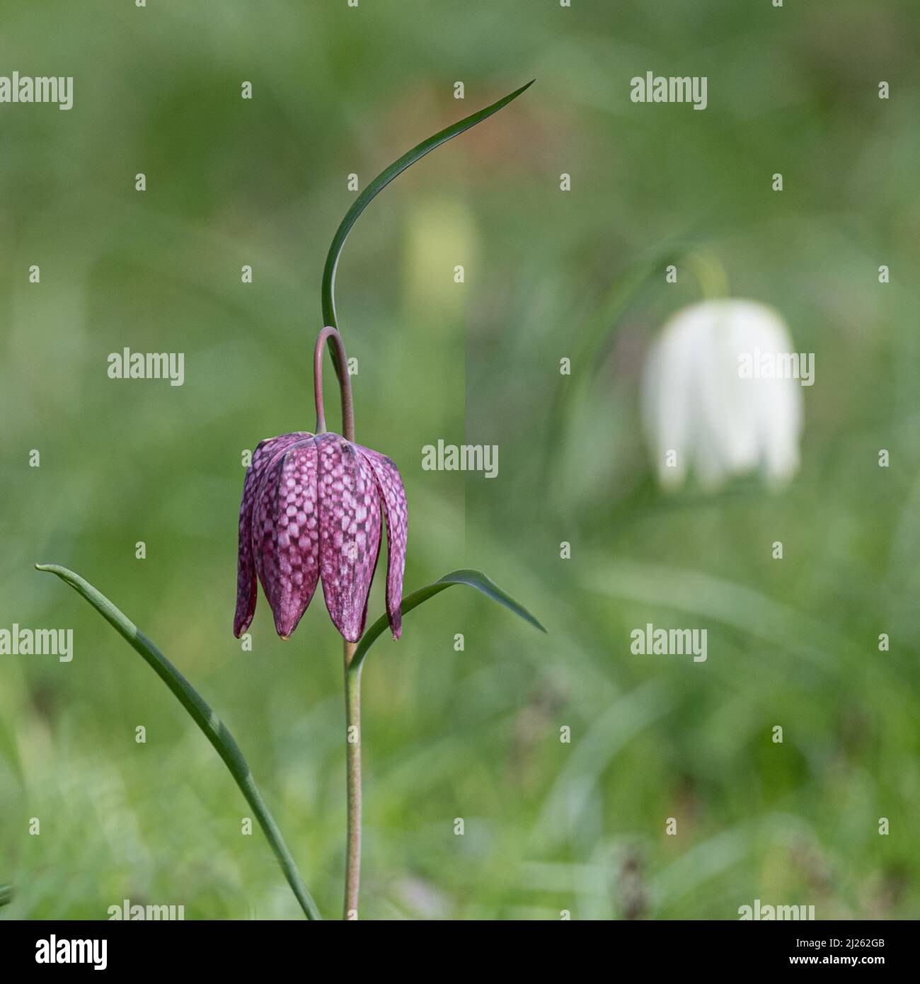 Pendulous flower of the snakehead fritillary with pink chequered and ...