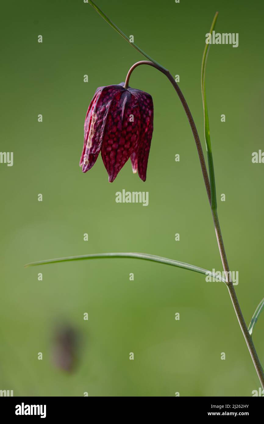 Pendulous flower of the snakehead fritillary with pink chequered petals ...