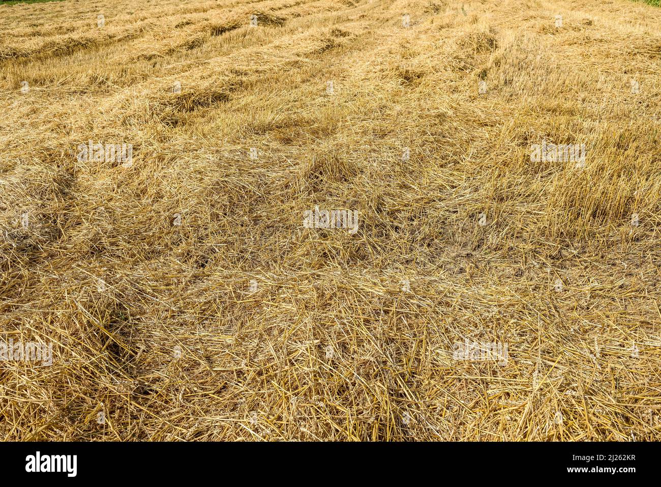 Ground straw texture hi-res stock photography and images - Alamy