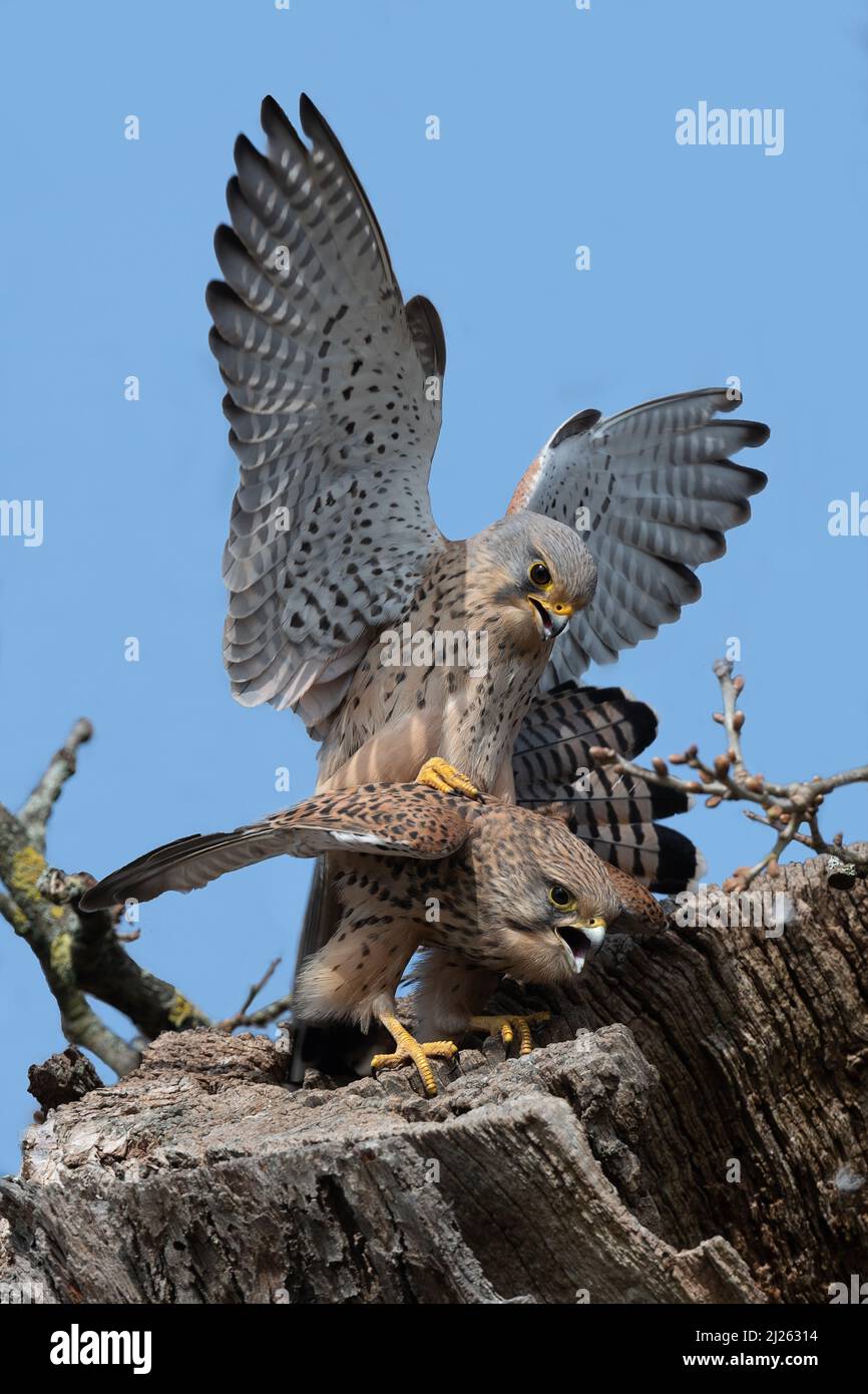 Brown kestrels hi-res stock photography and images - Alamy