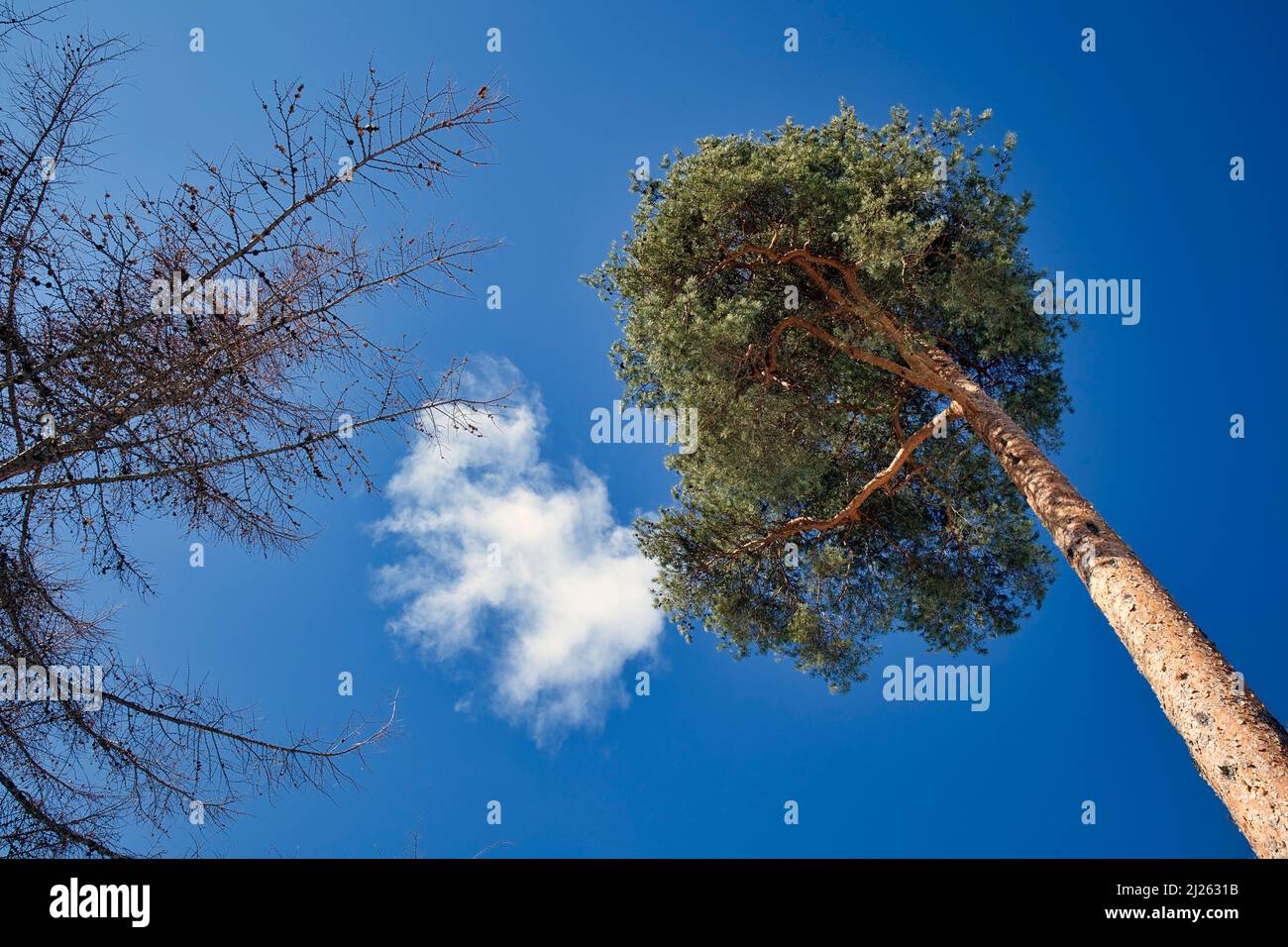 Treetops against blue sky Stock Photo - Alamy