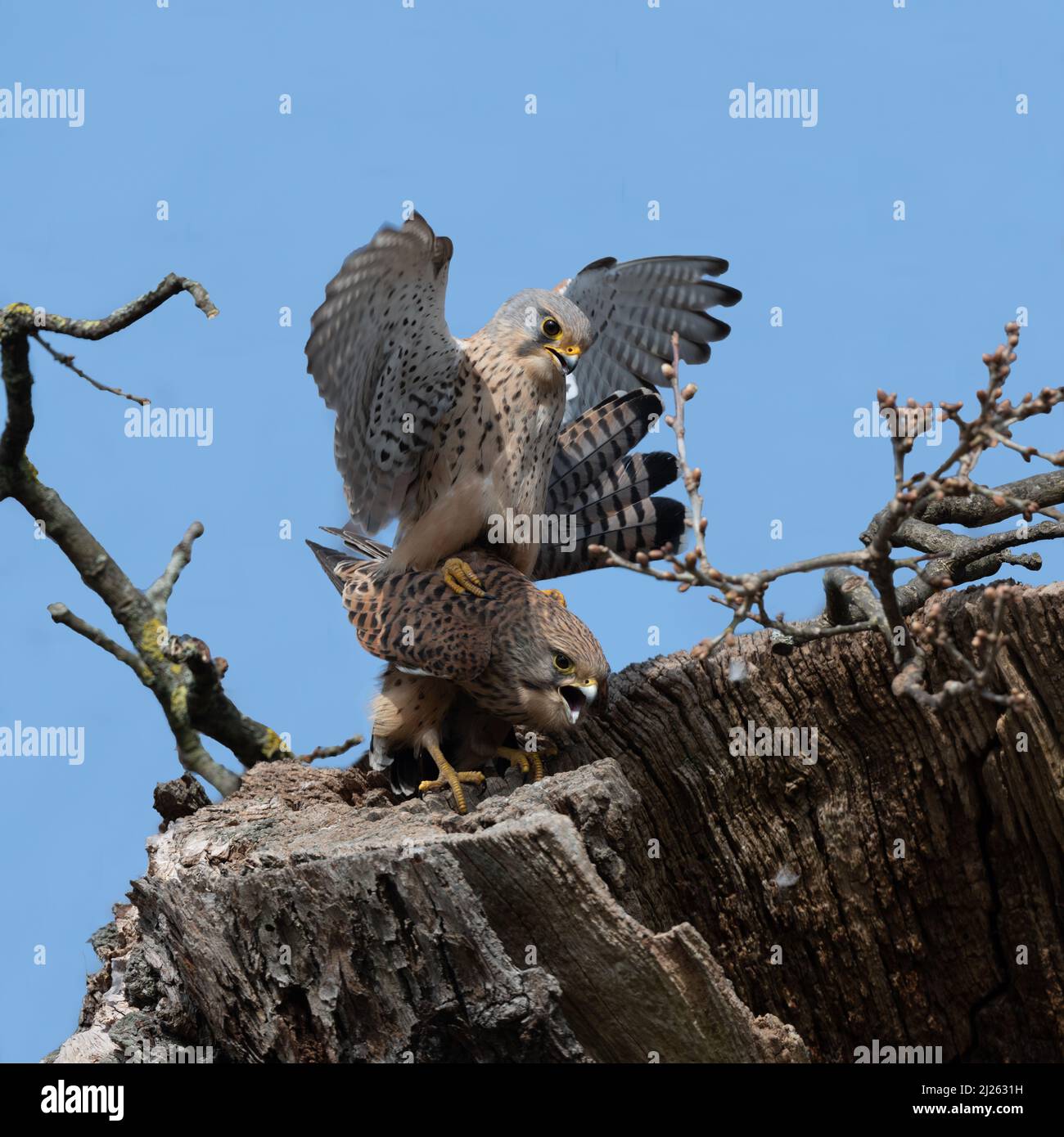 Brown kestrels hi-res stock photography and images - Alamy
