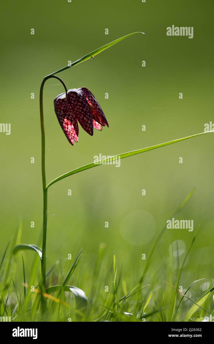 Pendulous flower of the snakehead fritillary with pink chequered petals ...