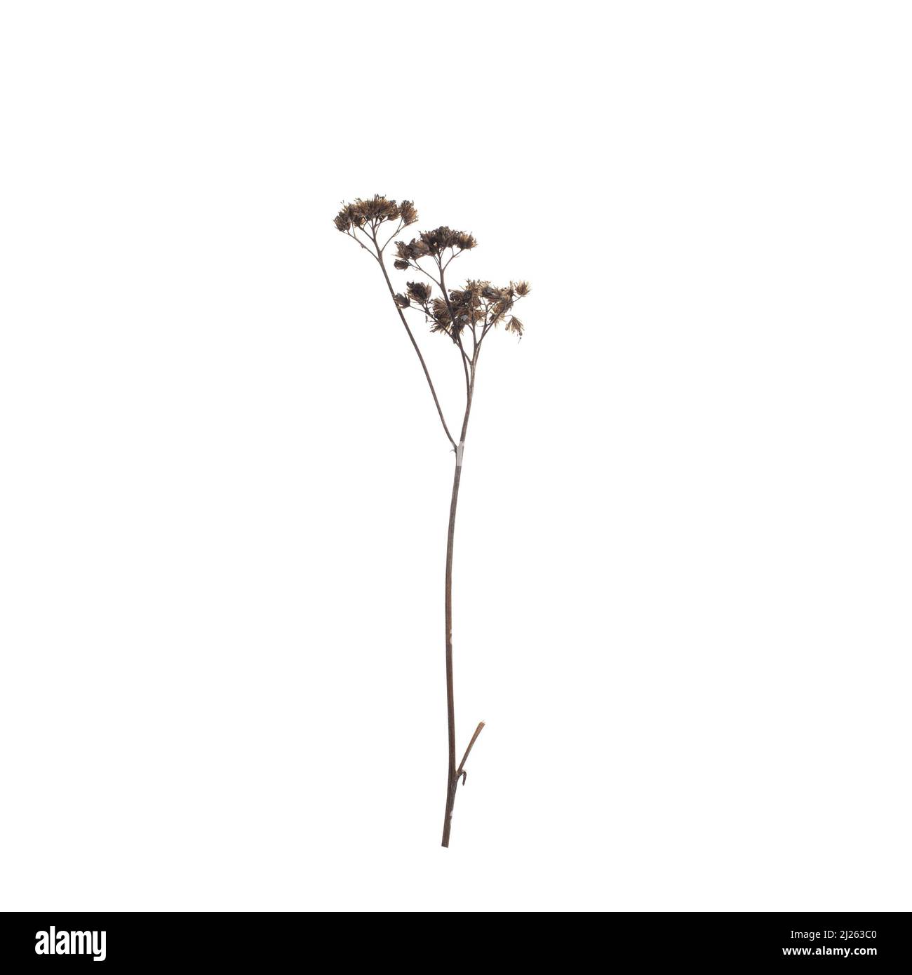 Dry floral branch isolated on white background Stock Photo - Alamy
