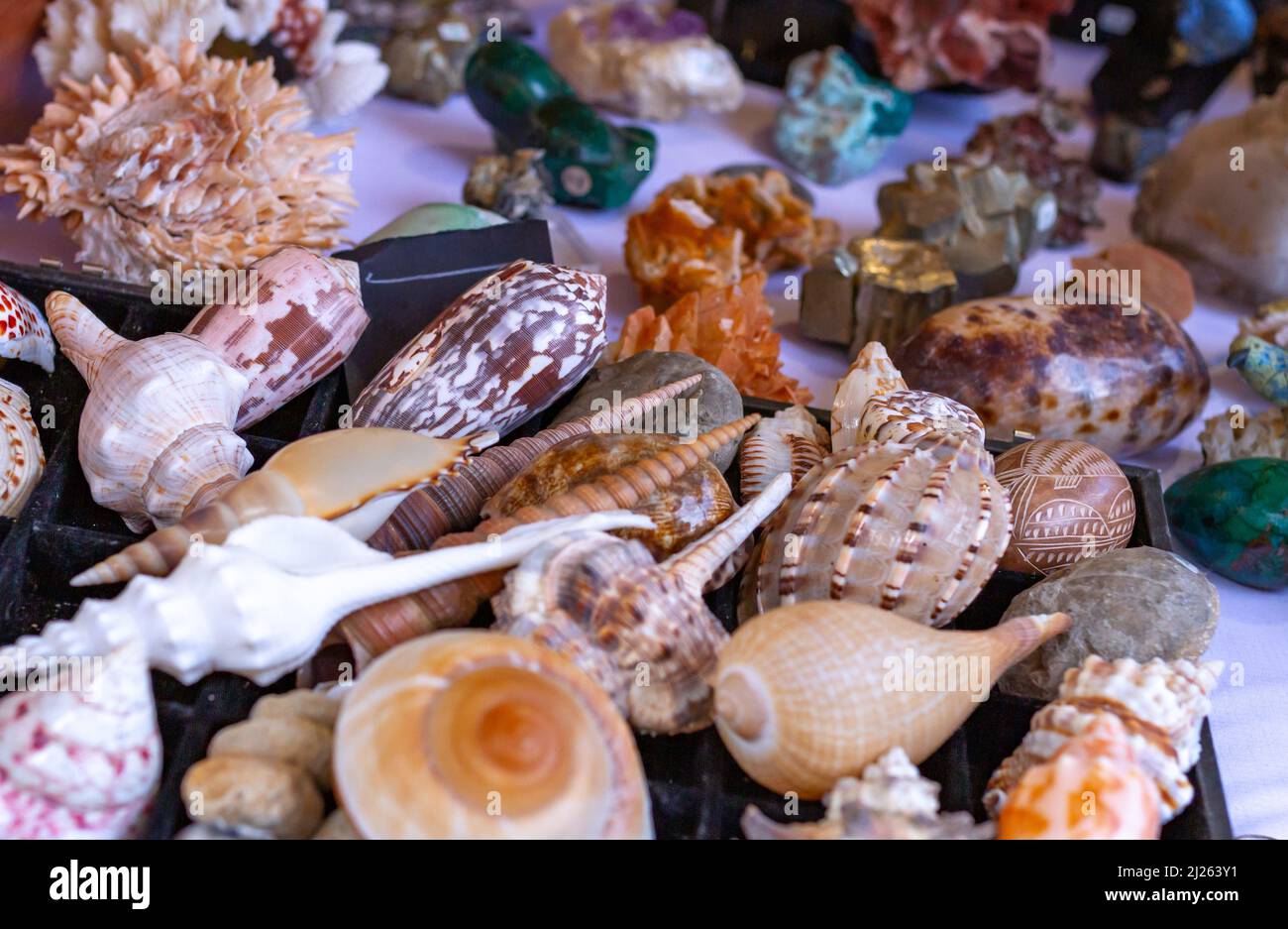 Set of different seashells and minerals, selective approach Stock Photo ...