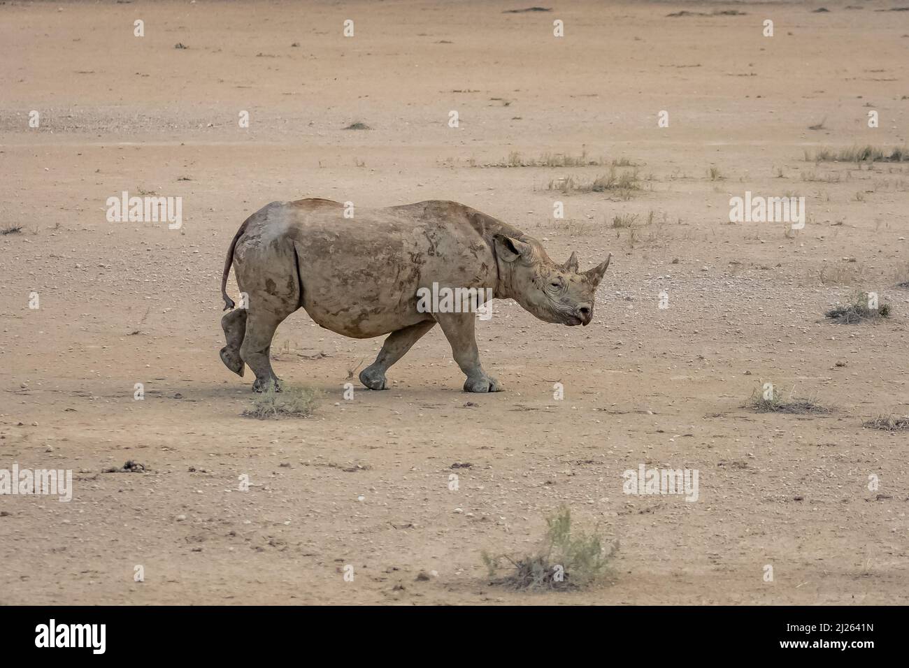 A black rhinoceros, Diceros bicornis, in the bush in Namibia, wild ...