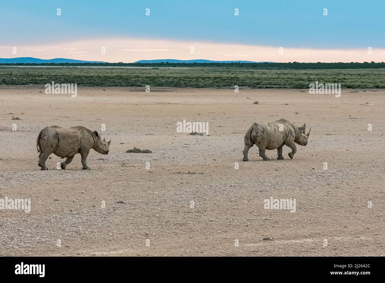 A couple of black rhinoceros, Diceros bicornis, in the bush in Namibia ...