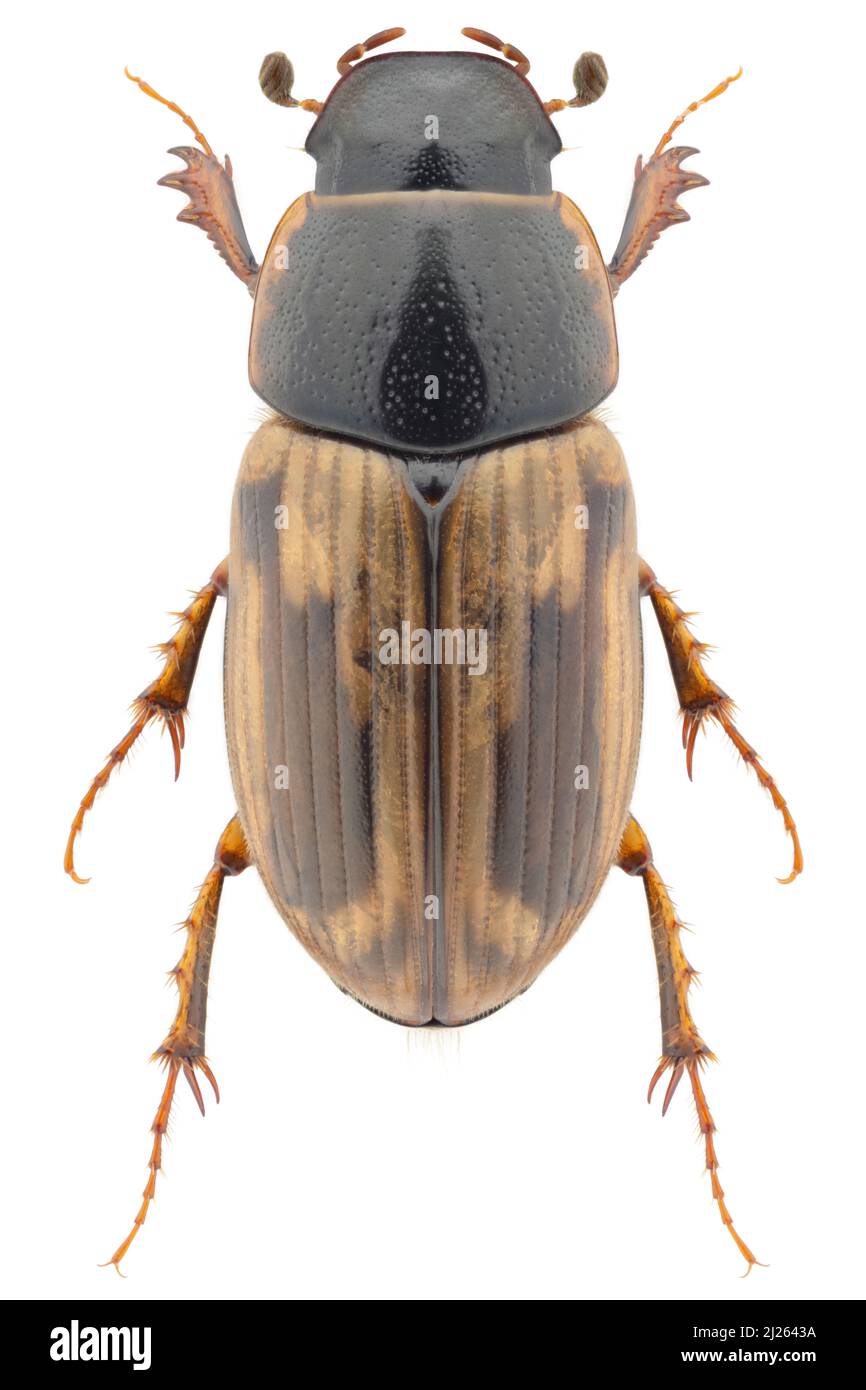 Dung beetle species Aphodius or Melinopterus prodromus Stock Photo - Alamy