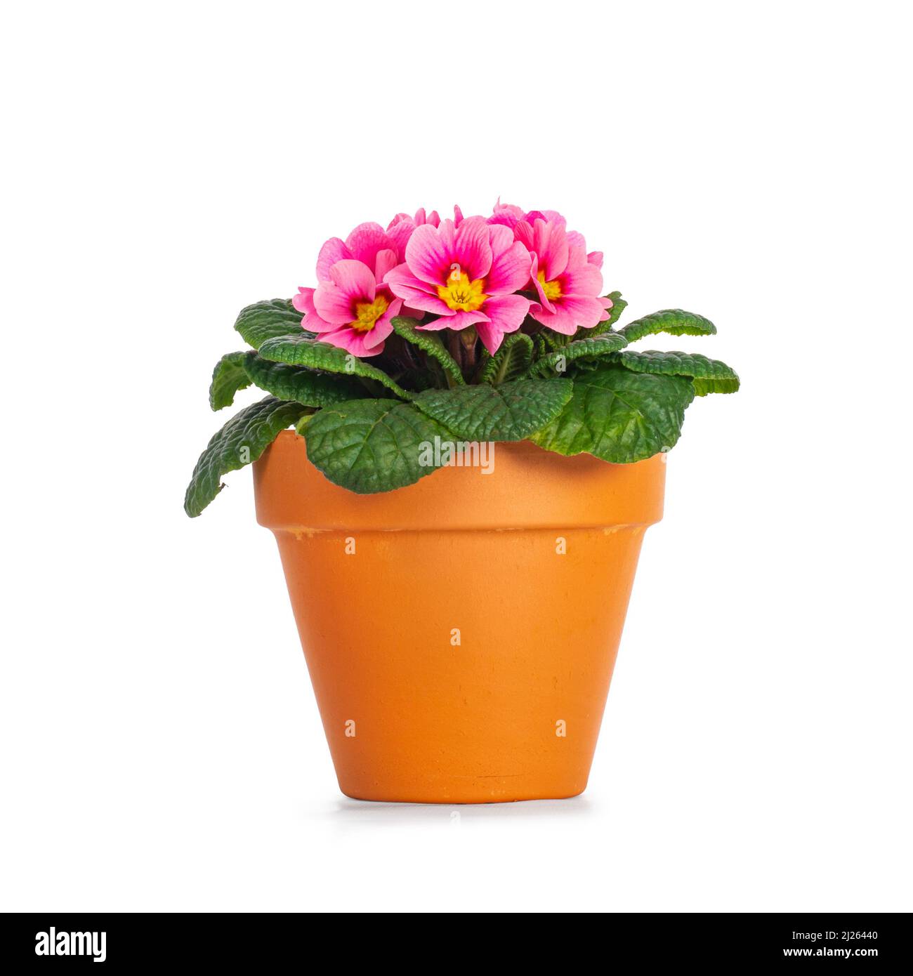 Side view of blooming pink Primula Vulgaris plant in terracotta pot ...