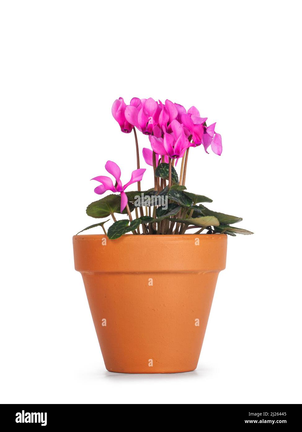 Side view of blooming fuchsia pink Cyclamen plant in terracotta pot ...