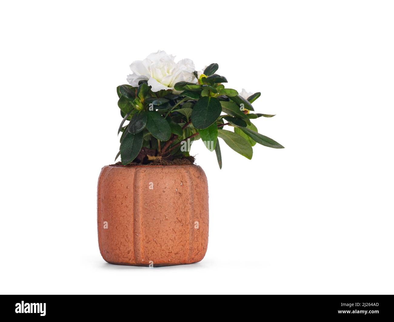 Side view of blooming white Azalea plant in terracotta pot. Isolated on ...
