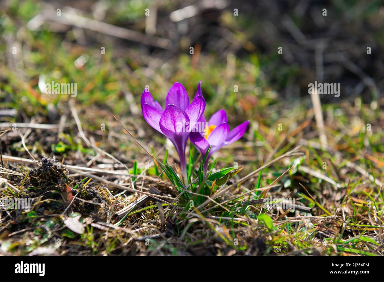 Sunny spring day. Violet crocus flower, in the center a pistil covered ...